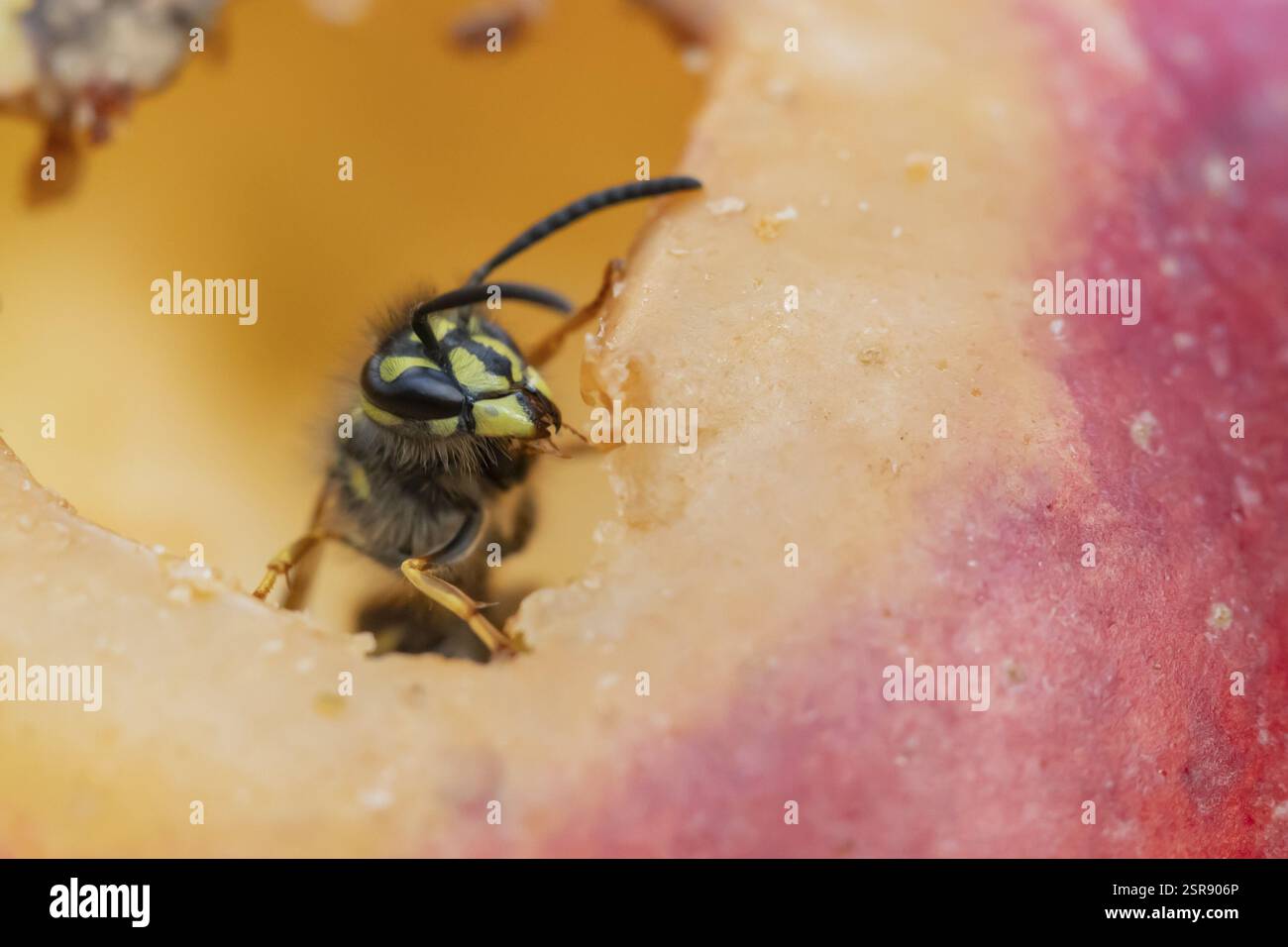 Common wasp (Vespula vulgaris) adult insect on fallen fruit in a garden ...