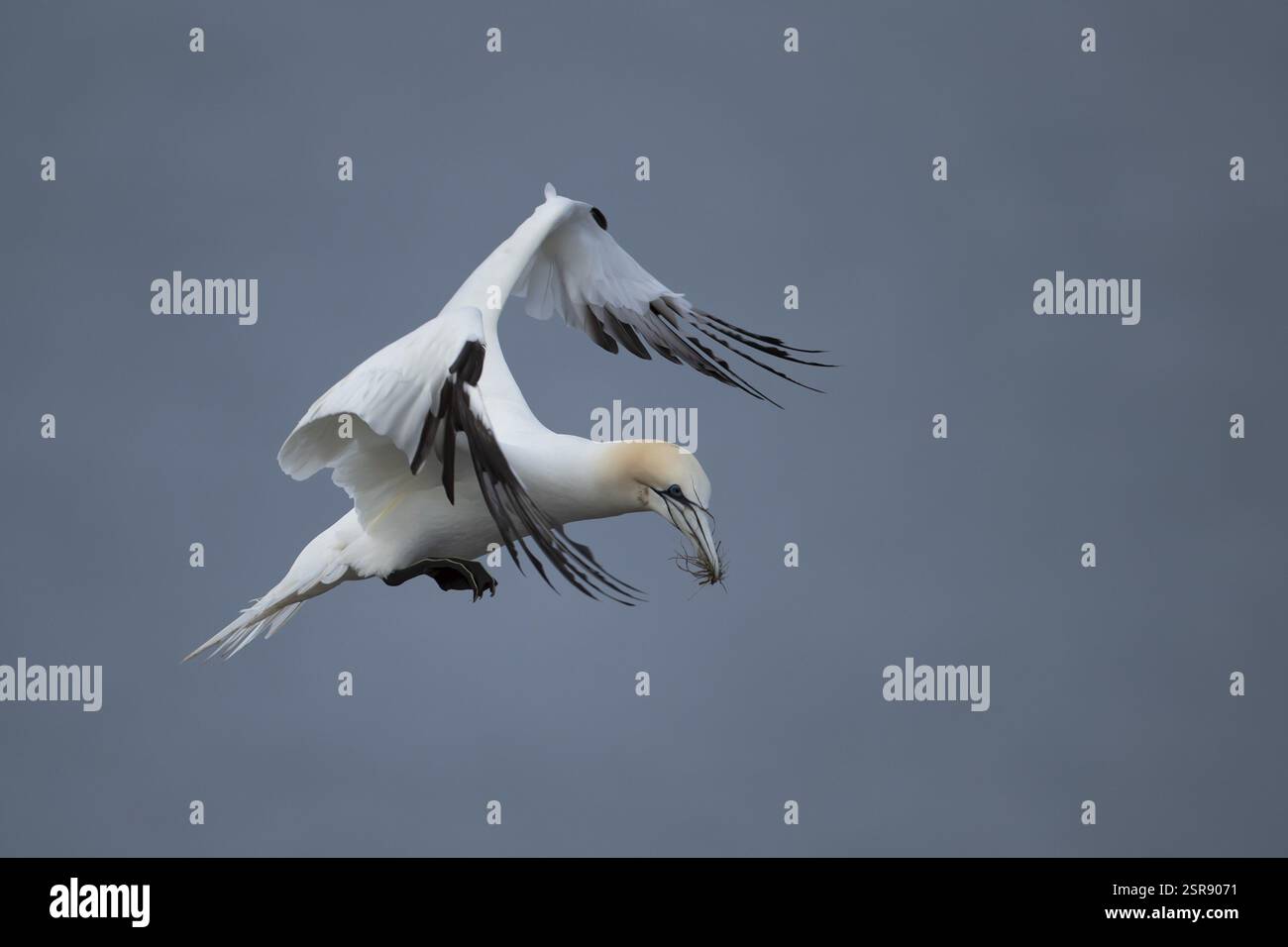 Northern gannet (Morus bassanus) adult sea bird in flight with nesting ...