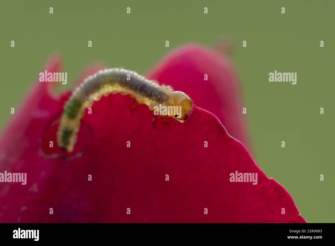 Large rose sawfly (Arge ochropus) caterpillar larva feeding on a red ...