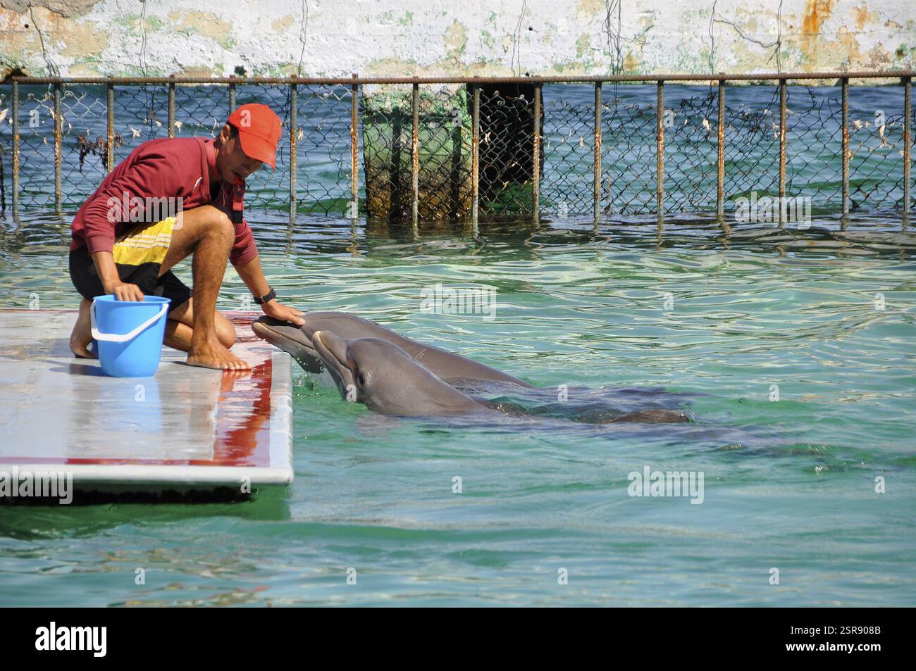 Two Bottlenose dolphins (Tursiops truncatus) with dolphin trainer in ...