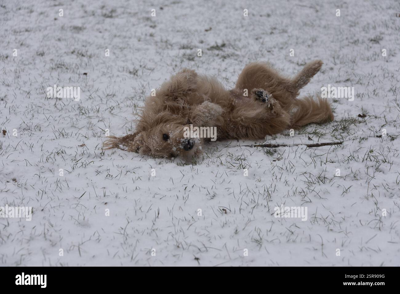 Dog playing in the snow and rolling on the ground, Germany, Europe ...