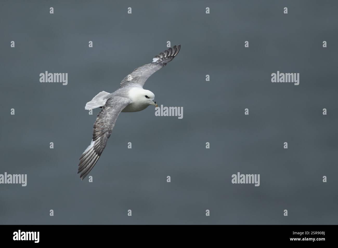 Northern fulmar (Fulmarus glacialis) adult sea bird flying, England ...