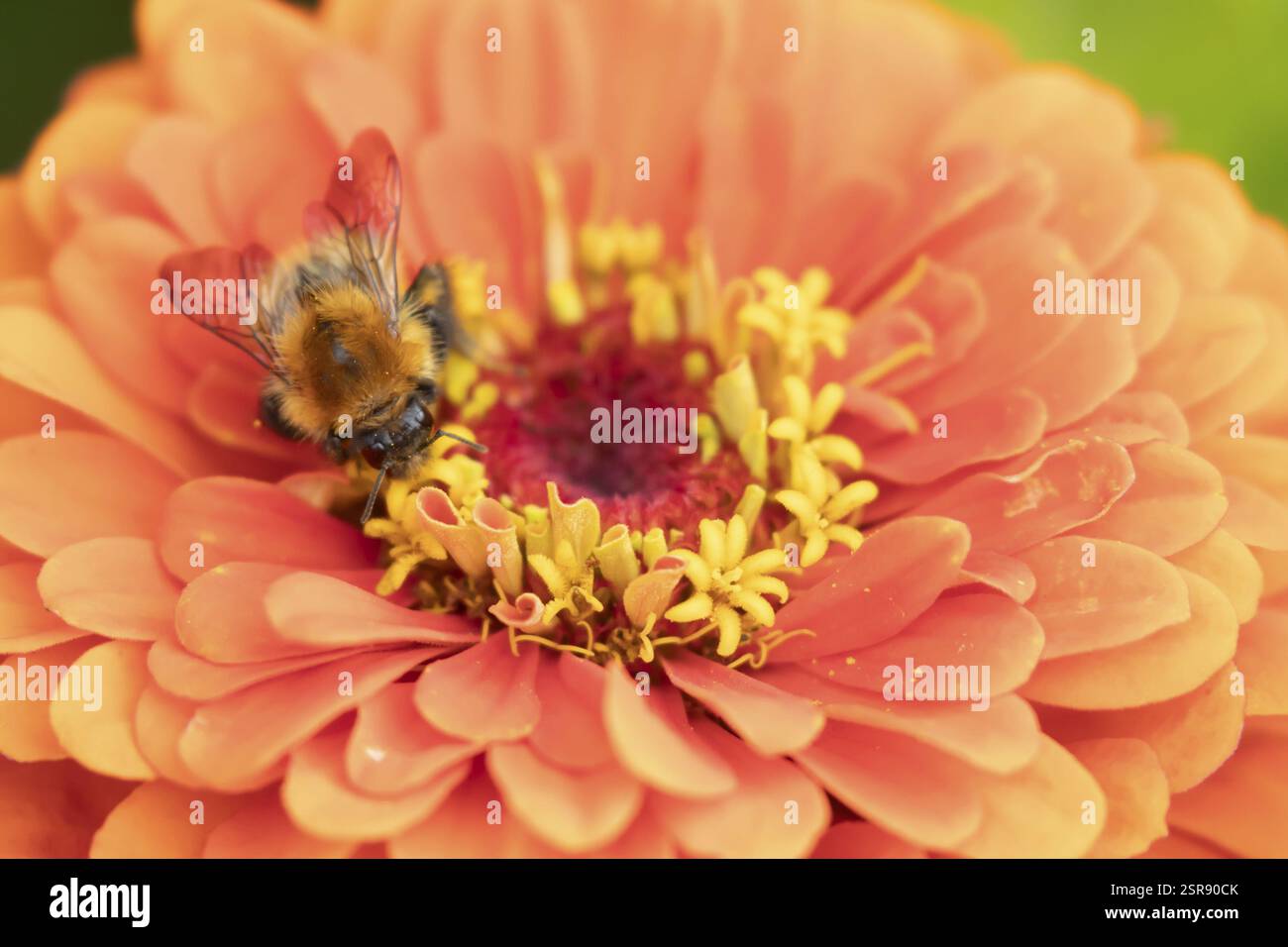 Common carder bee (Bombus pascuorum) adult insect feeding on an orange ...