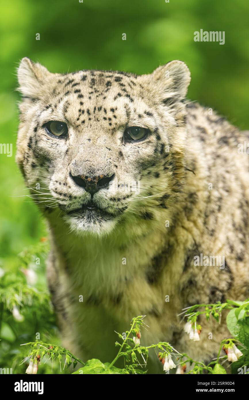 Snow leopard (Panthera uncia syn. Uncia uncia) in the forest, Germany ...