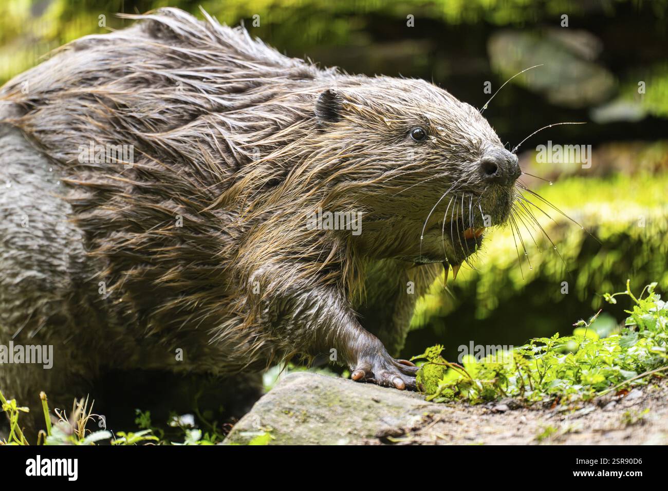 Eurasian beaver (Castor fiber) on the ground in the evening, Bavaria, Germany, Europe Stock ...