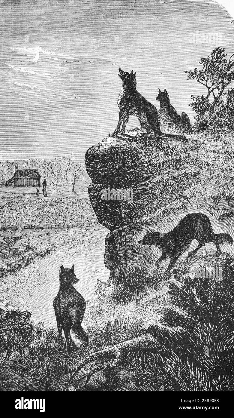 Group of Australian dingoes (Canis lupus dingo) on a rock, carnivore ...