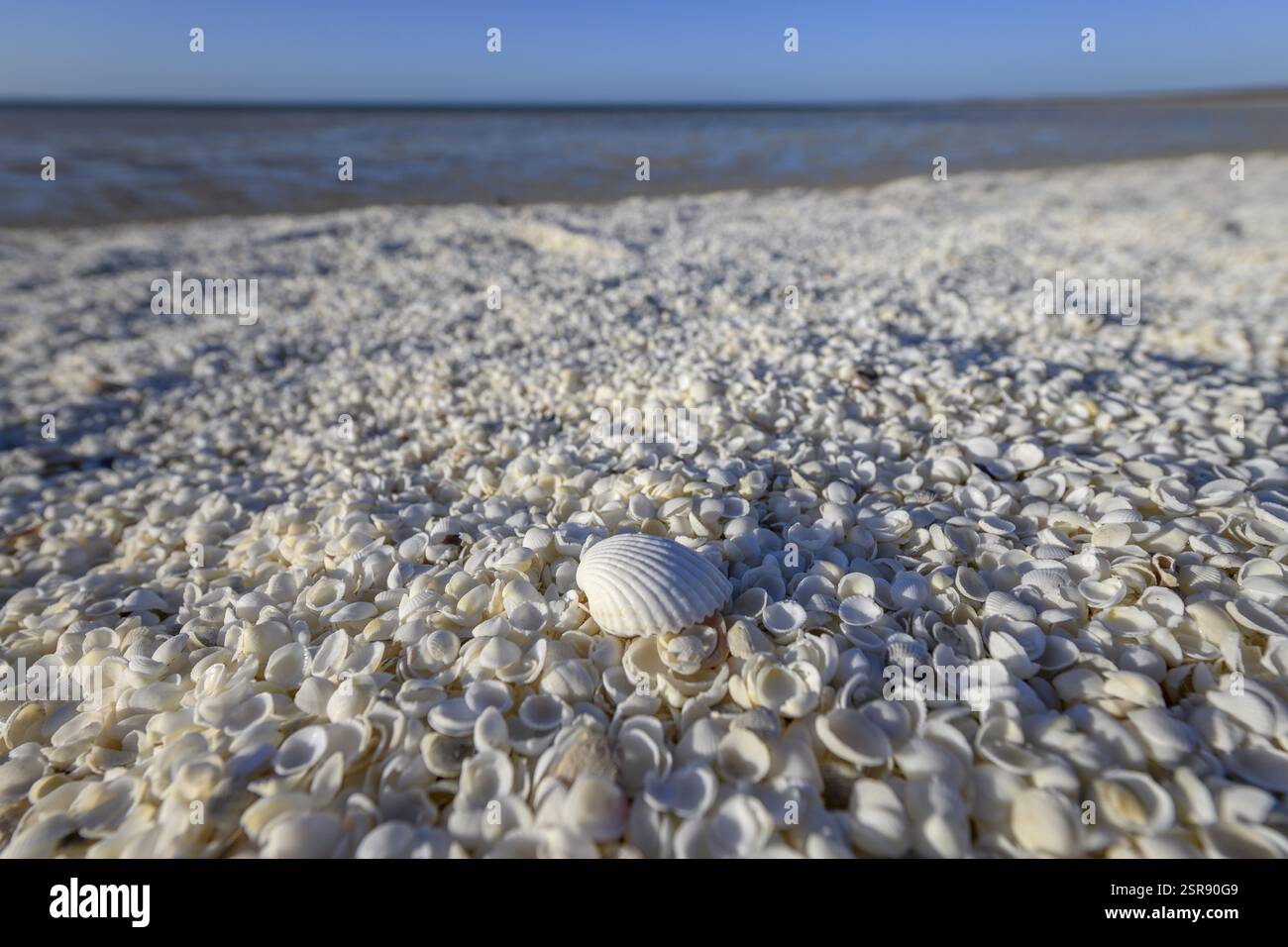 Millions of cockles (Fragum erugatum) at Shell Beach, Hamelin Pool ...