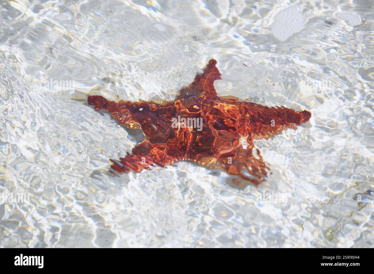 Red cushion starfish, cushion starfish (Oreaster reticulatus), in ...