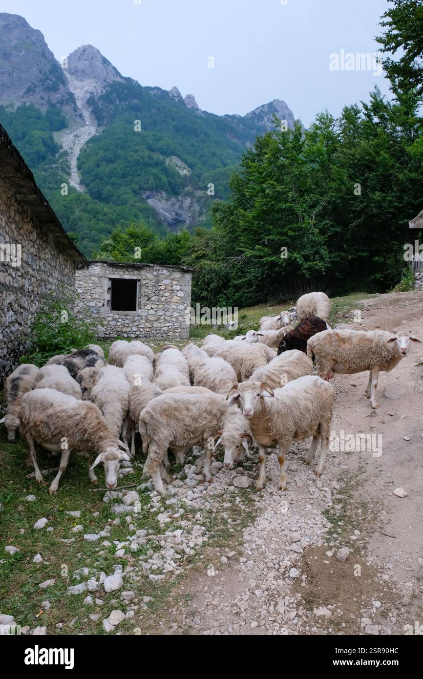 Albanian alps. Jezerca. lake of Jezerca. Buni. albanian lanscape ...