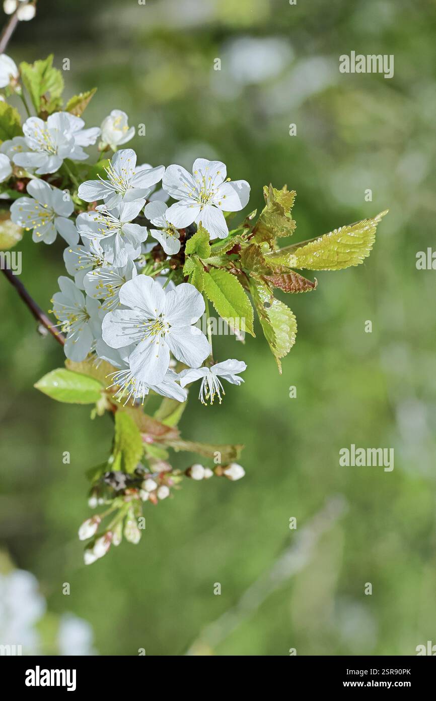 Cherry blossoms (Prunus avium), branch with blossoms on a meadow ...