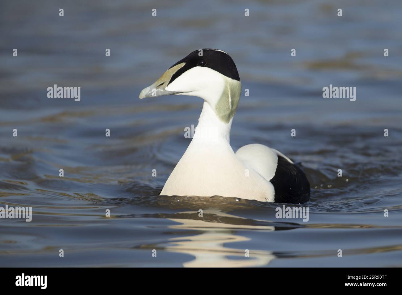 Common eider duck (Somateria mollissima) adult male bird on a lake ...