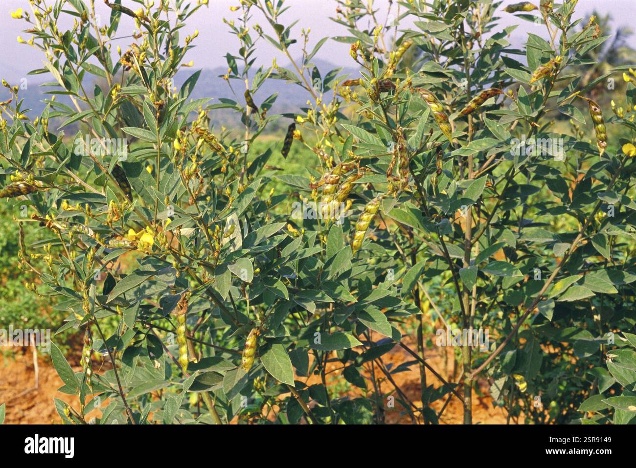 Beans, red gram cajanus cajan linn tuvar, India, Asia Stock Photo - Alamy