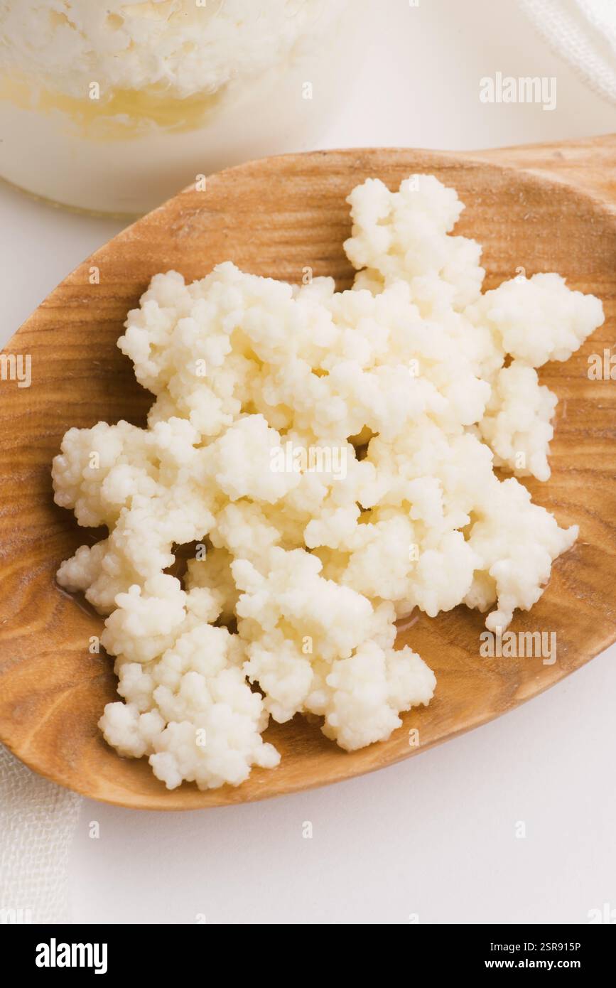 Milk kefir grains in spoon. Yeast bacterial fermentation starter Stock ...