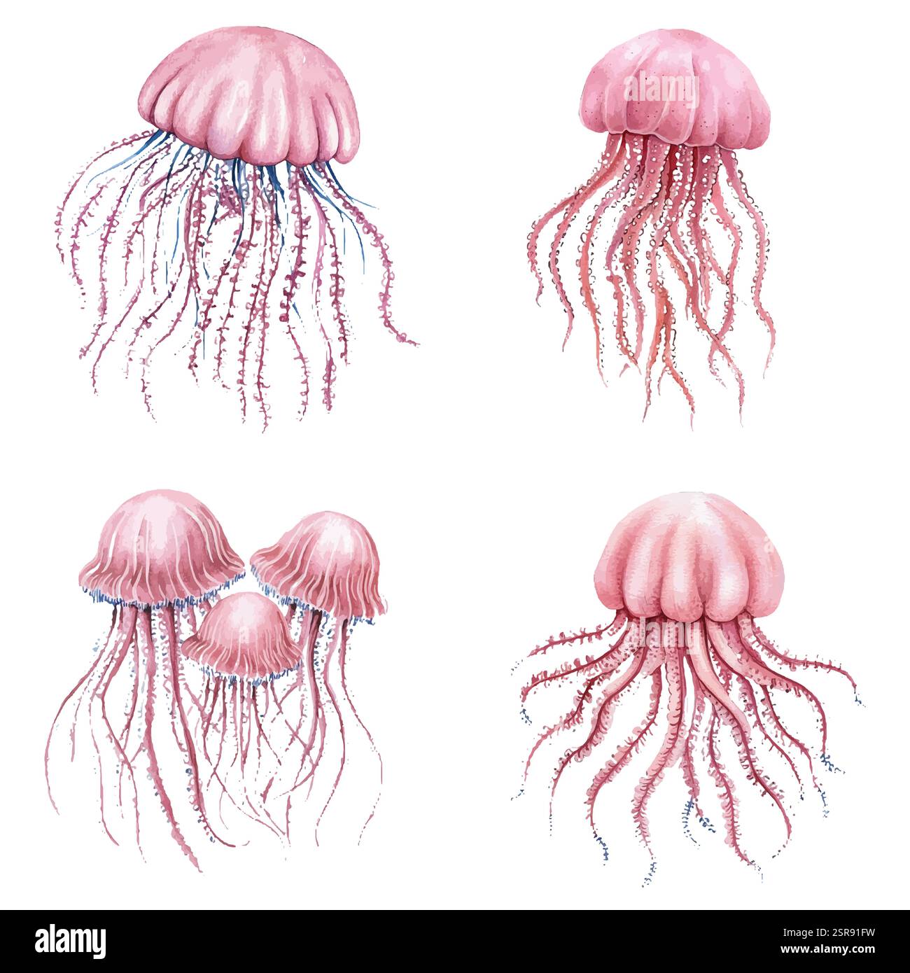 A handdrawn watercolor illustration of Hand-drawn watercolor jellyfish ...