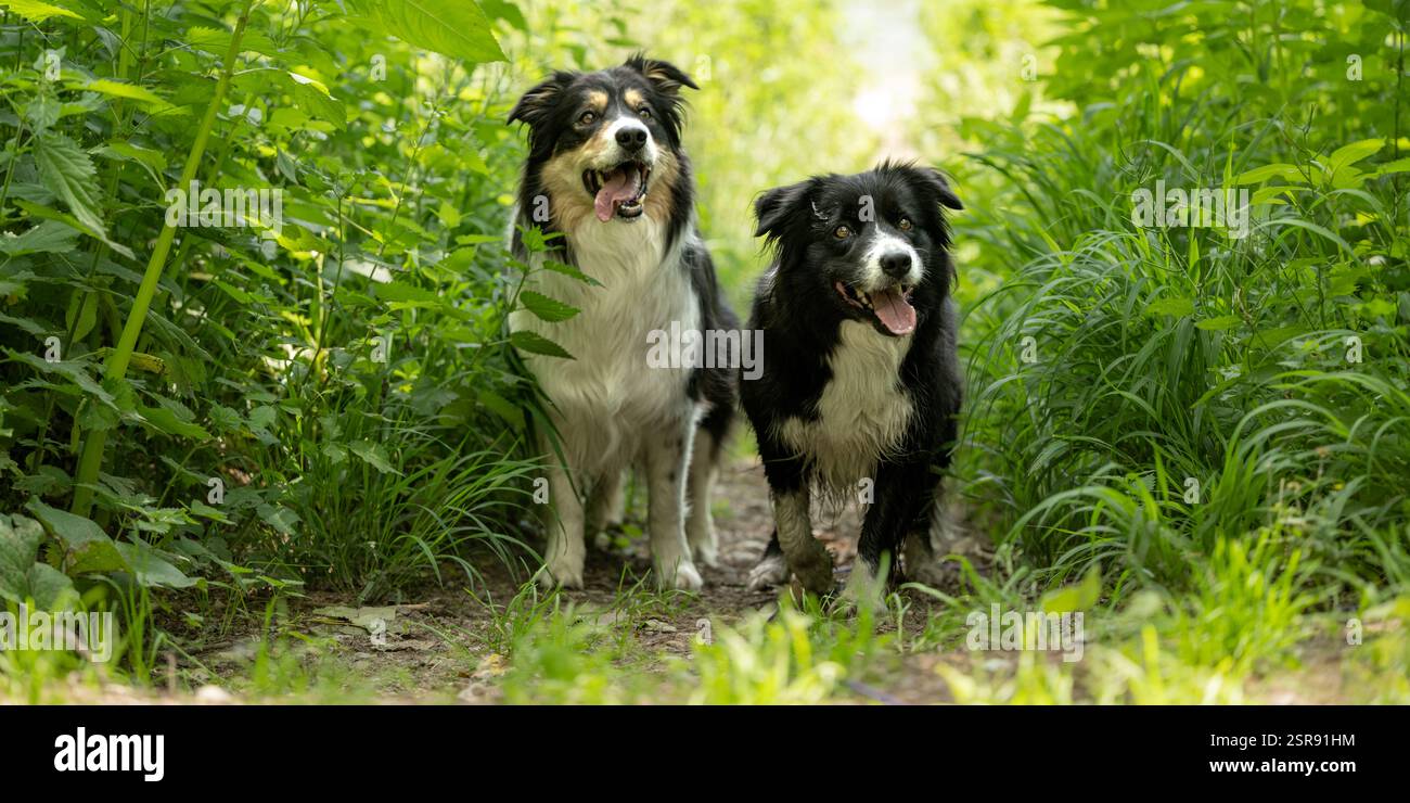 observant border collies in nature: a display of intelligence and ...
