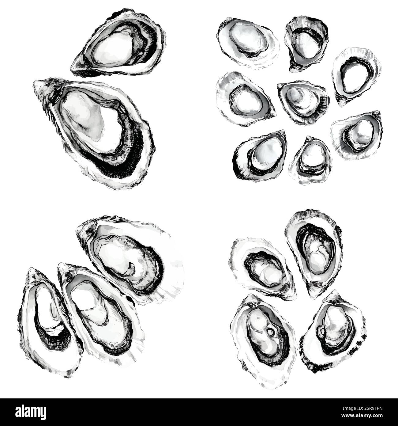 A handdrawn watercolor illustration of Oyster Shells Hand-Drawn ...