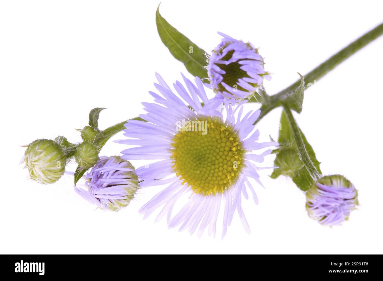 Wildflower photograph Cut Out Stock Images & Pictures - Alamy