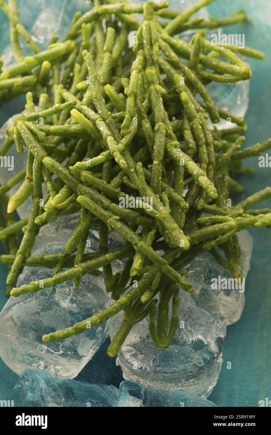 Common glasswort salicornia europaea agg hi-res stock photography and ...