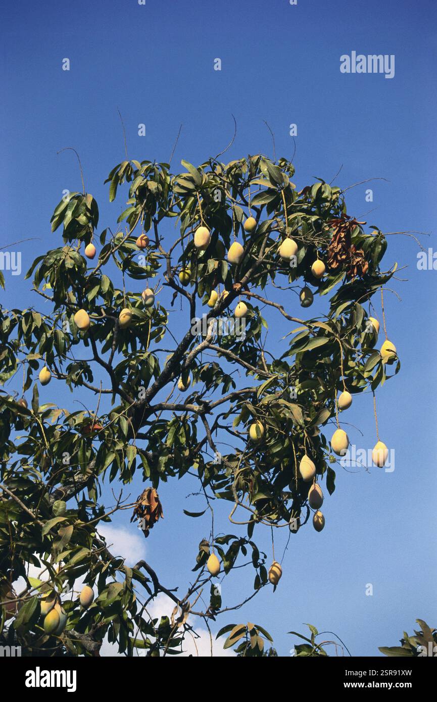 Mango tree at Uttan, Bhayander, Bombay Mumbai, Maharashtra, India, Asia ...