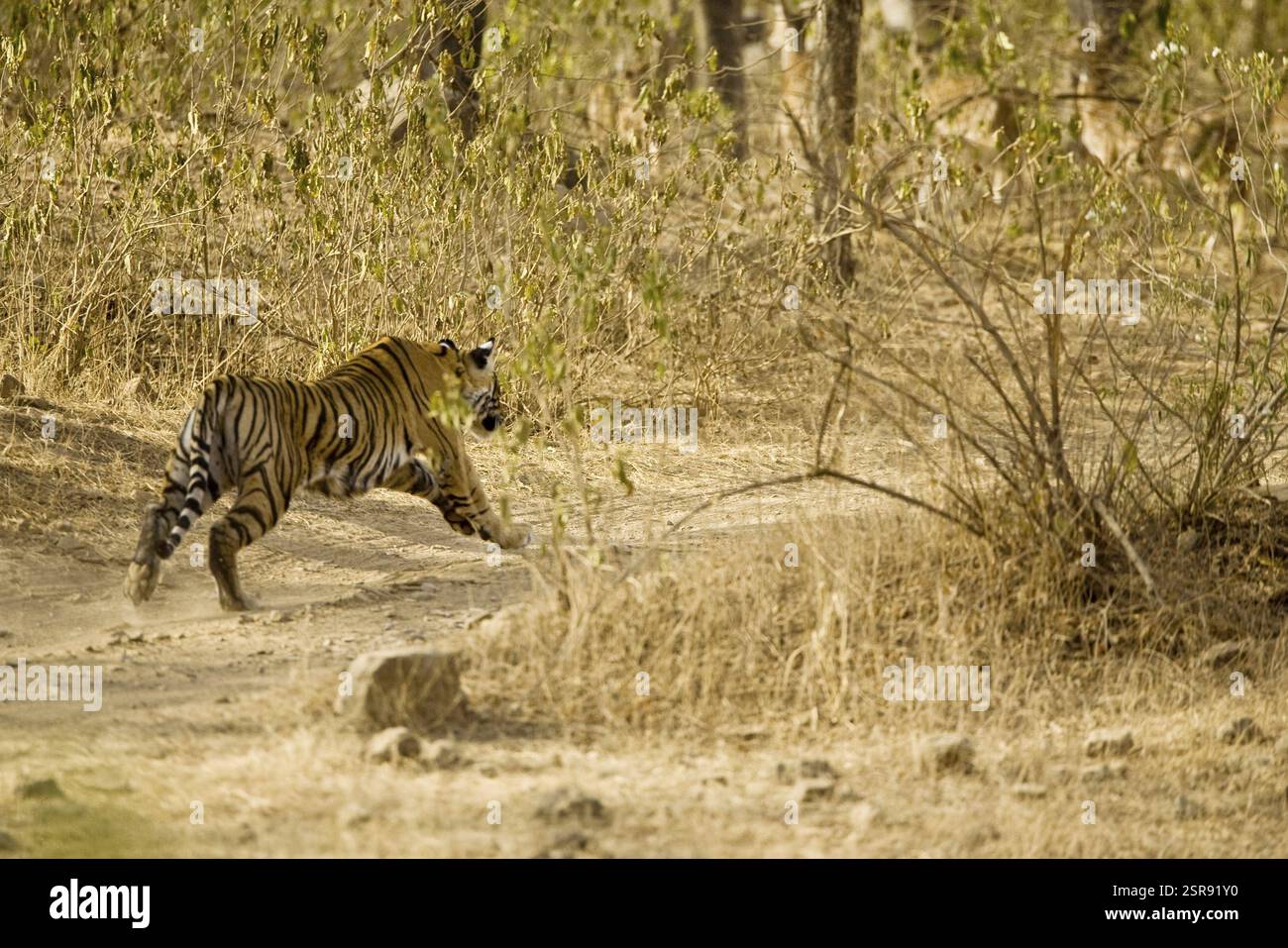 Tiger panthera tigris charging, Ranthambore tiger reserve, Rajasthan ...