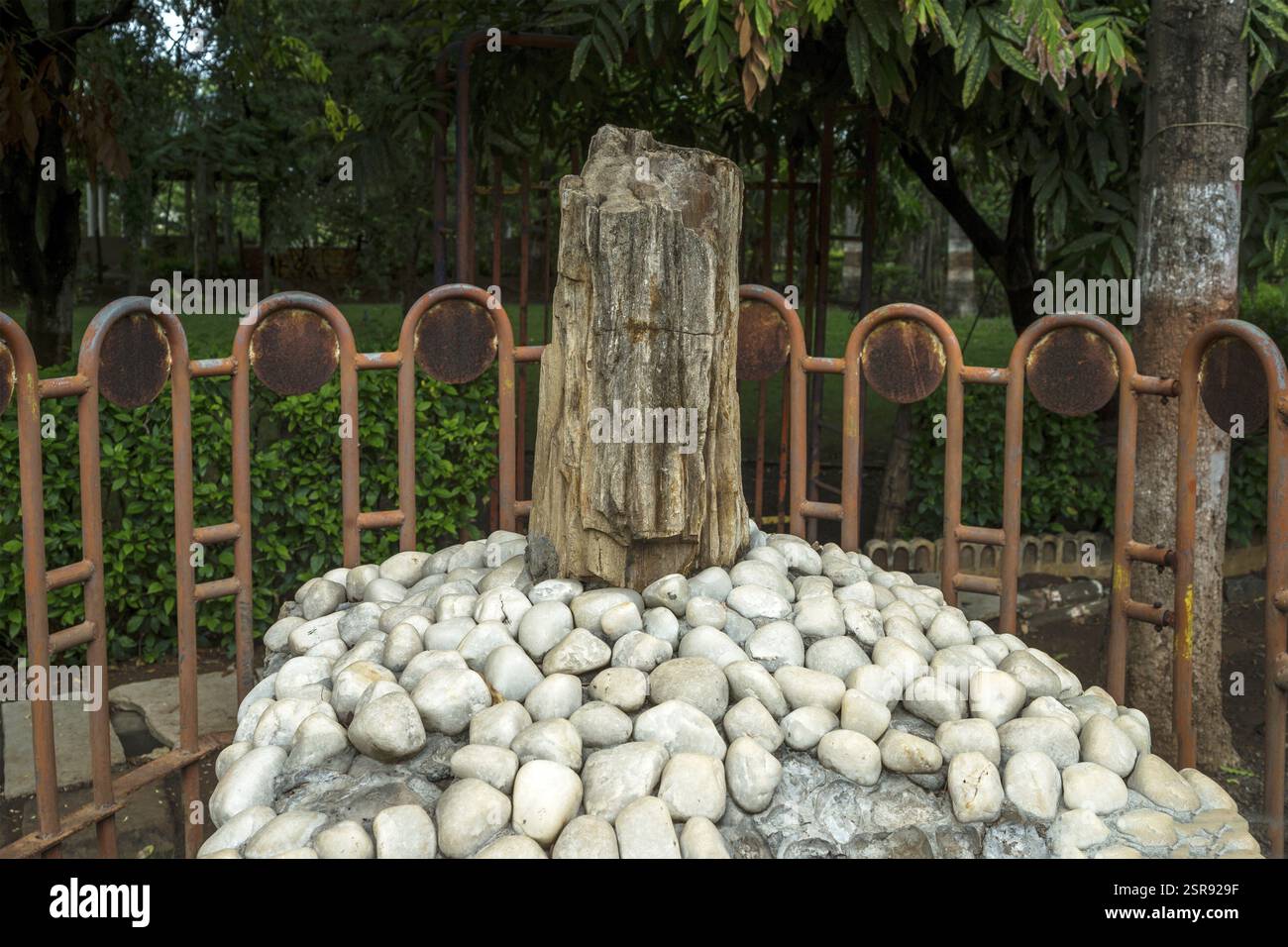 Fossil tree, garden, Sangli, Maharashtra, India, Asia Stock Photo - Alamy