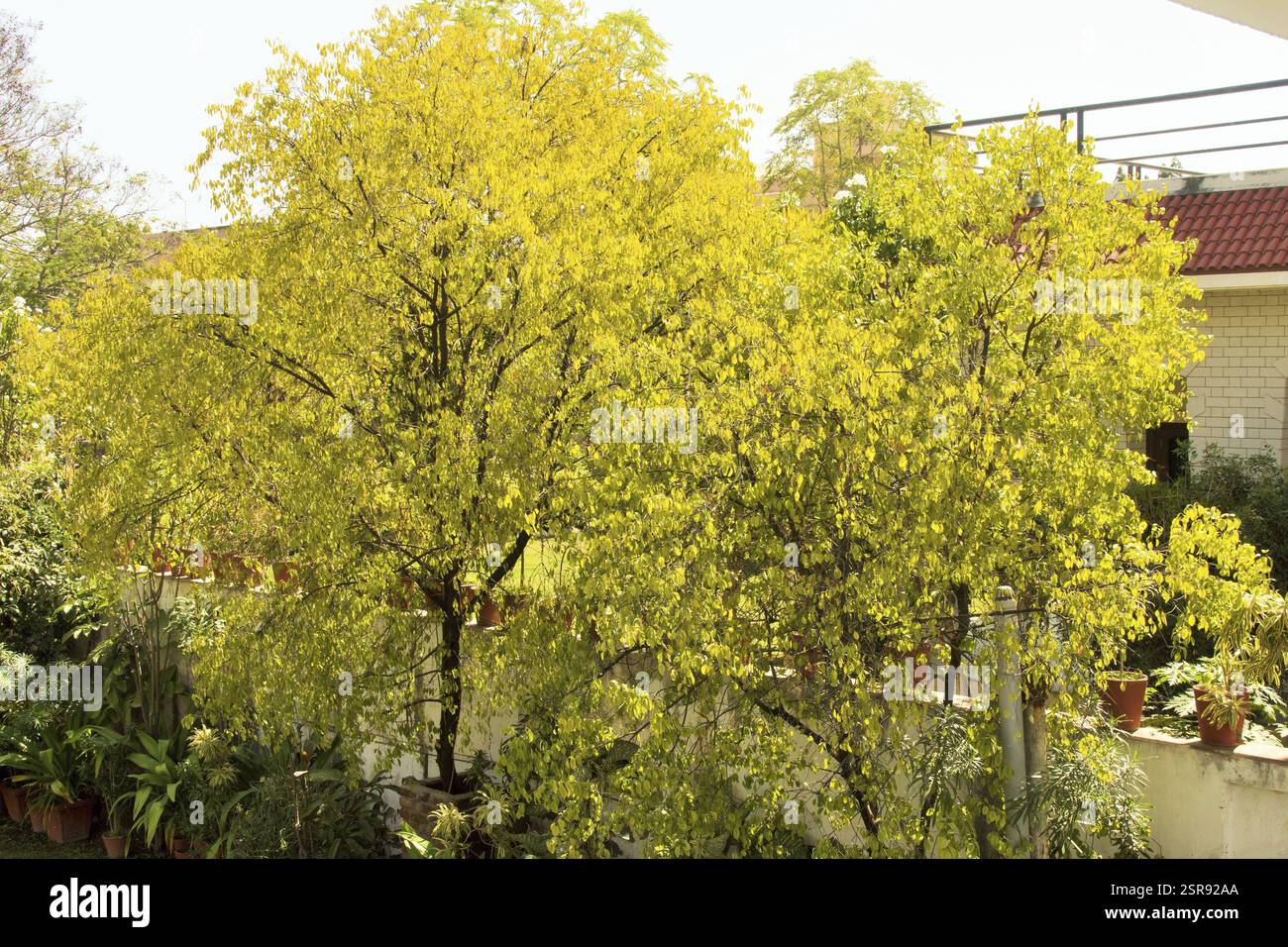 Sandalwood tree at Kesariyaji Jain Temple, Udaipur, Rajasthan, India ...