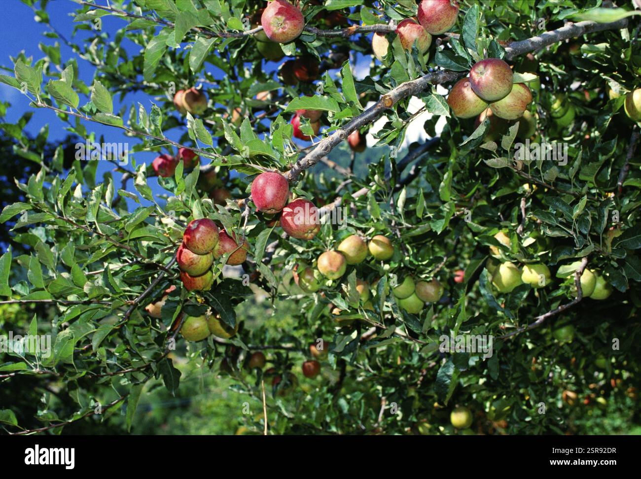 Fruits, orchards apple tree, Kinnaur, Himachal Pradesh, India, Asia ...