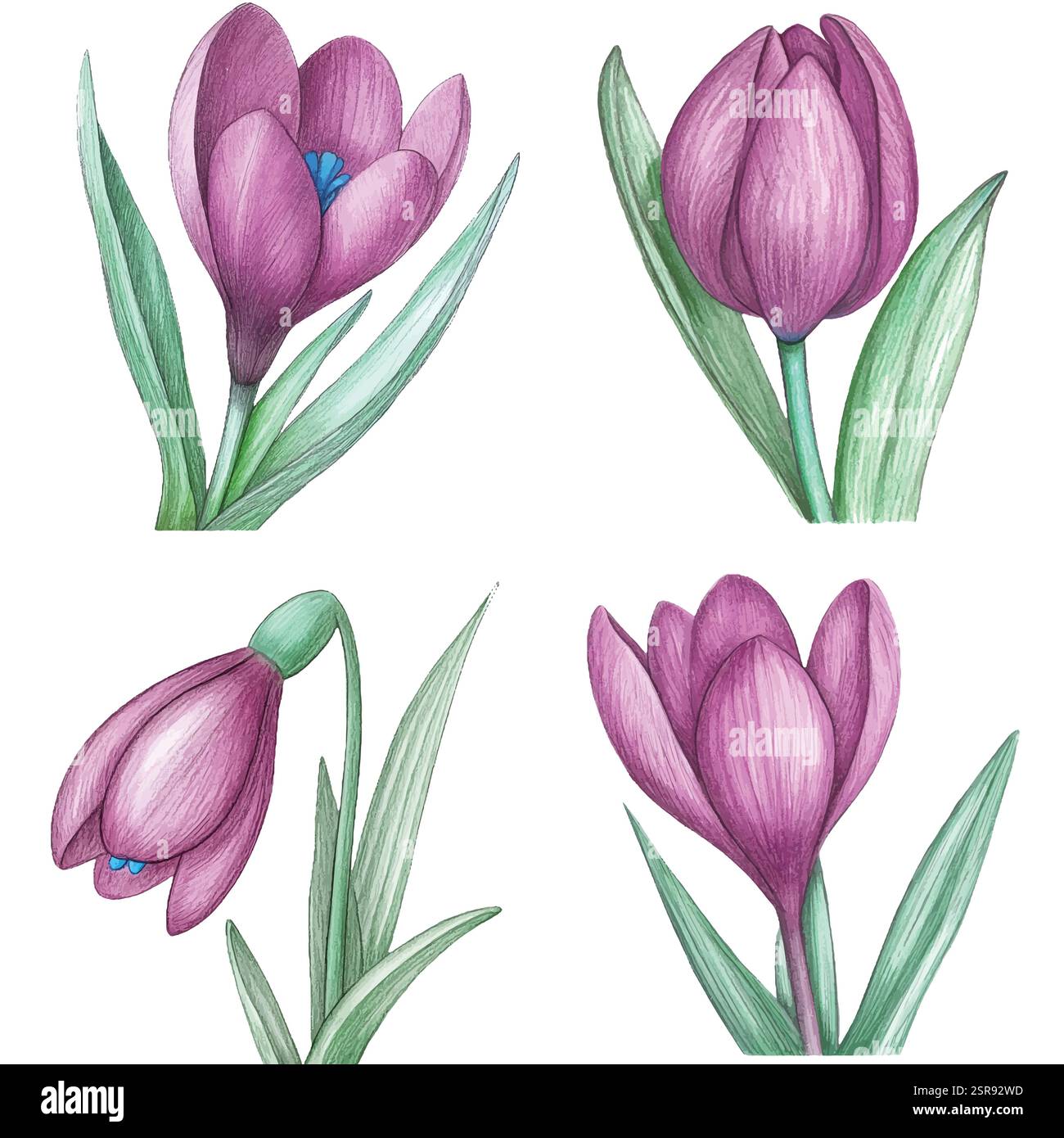 Perfect snowdrop Stock Vector Images - Alamy