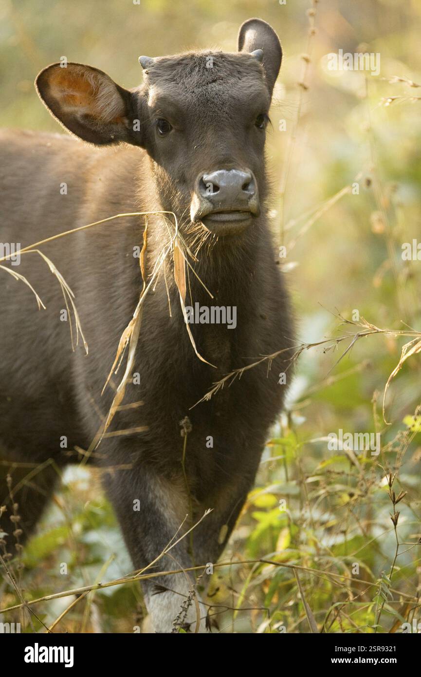 Gaur or Indian Bison bos gaurus calf, Ranthambore tiger reserve ...