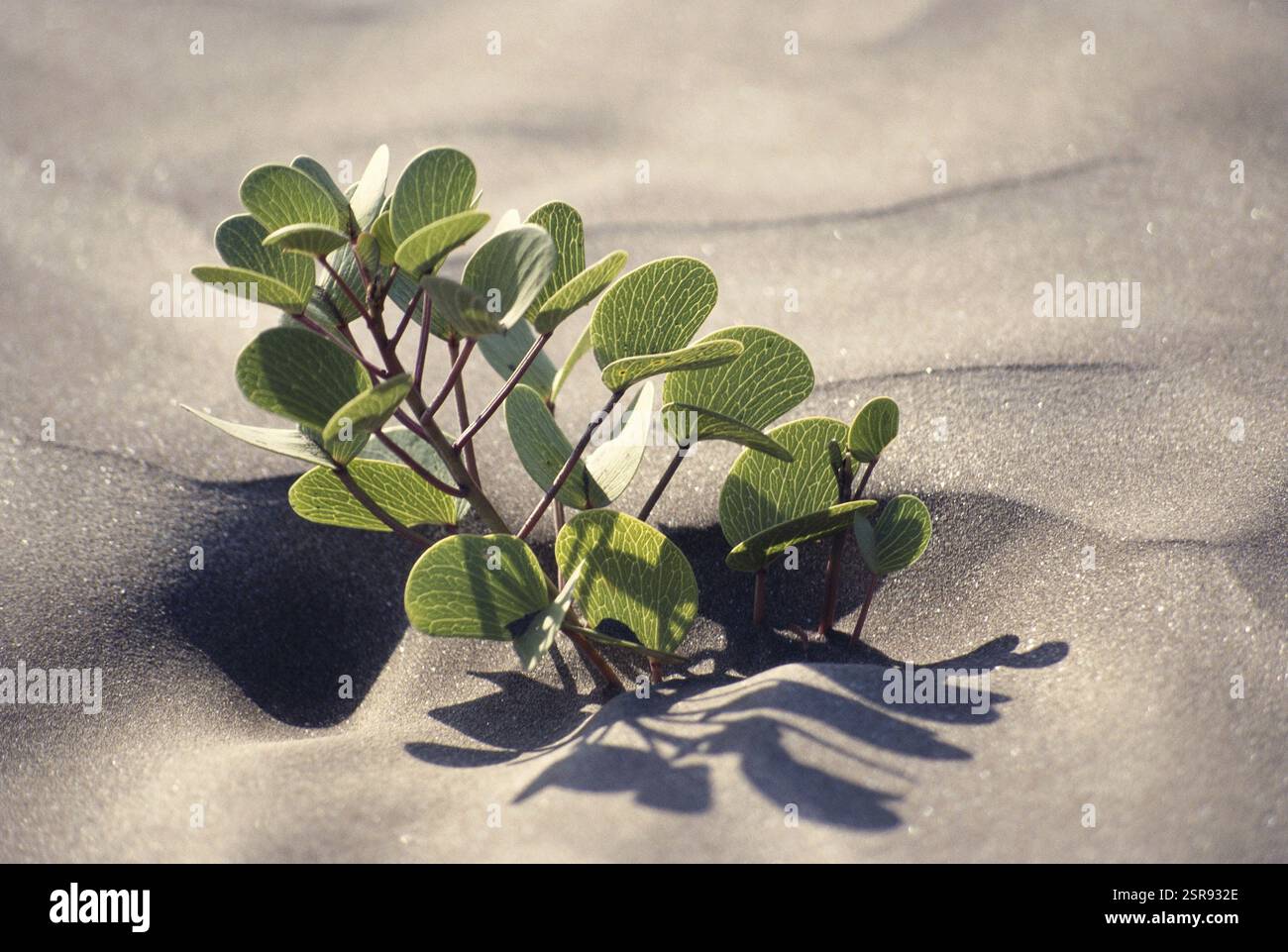 Weed on beach sand pattern, Alibaug, Maharashtra, India, Asia Stock ...
