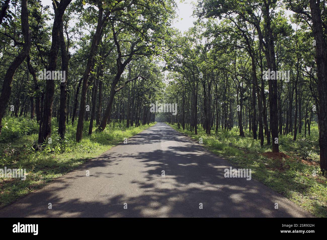 Sal Tree, Amarkantak, Madhya Pradesh, India, Asia Stock Photo - Alamy