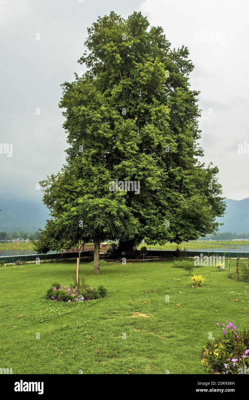 Chinar tree, Dal Lake, Srinagar, Kashmir, India, Asia Stock Photo - Alamy
