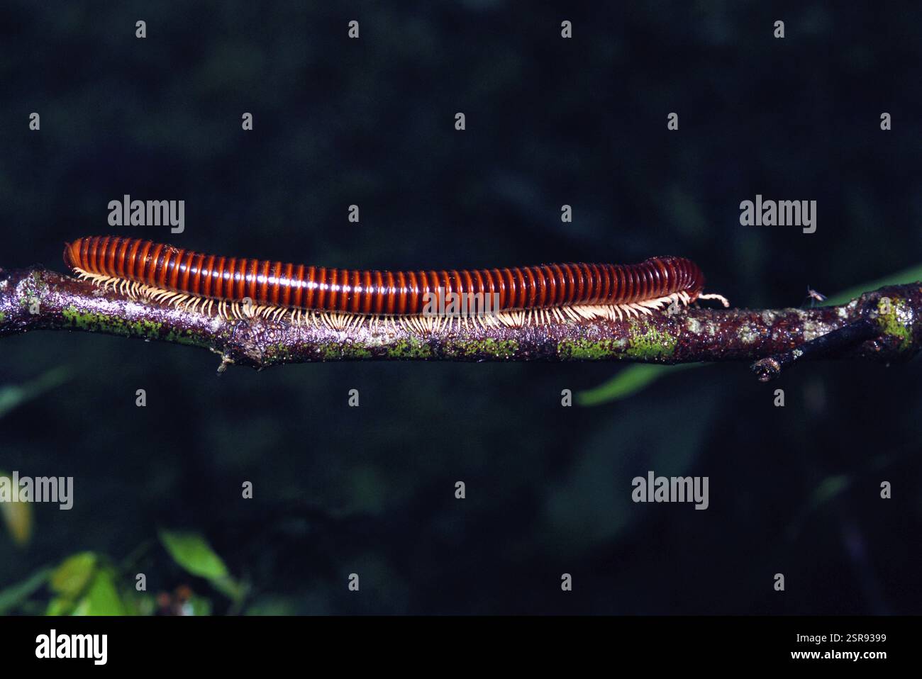Insects, Millipede Indian myrapode, Amboli, Western Ghats, Maharashtra ...