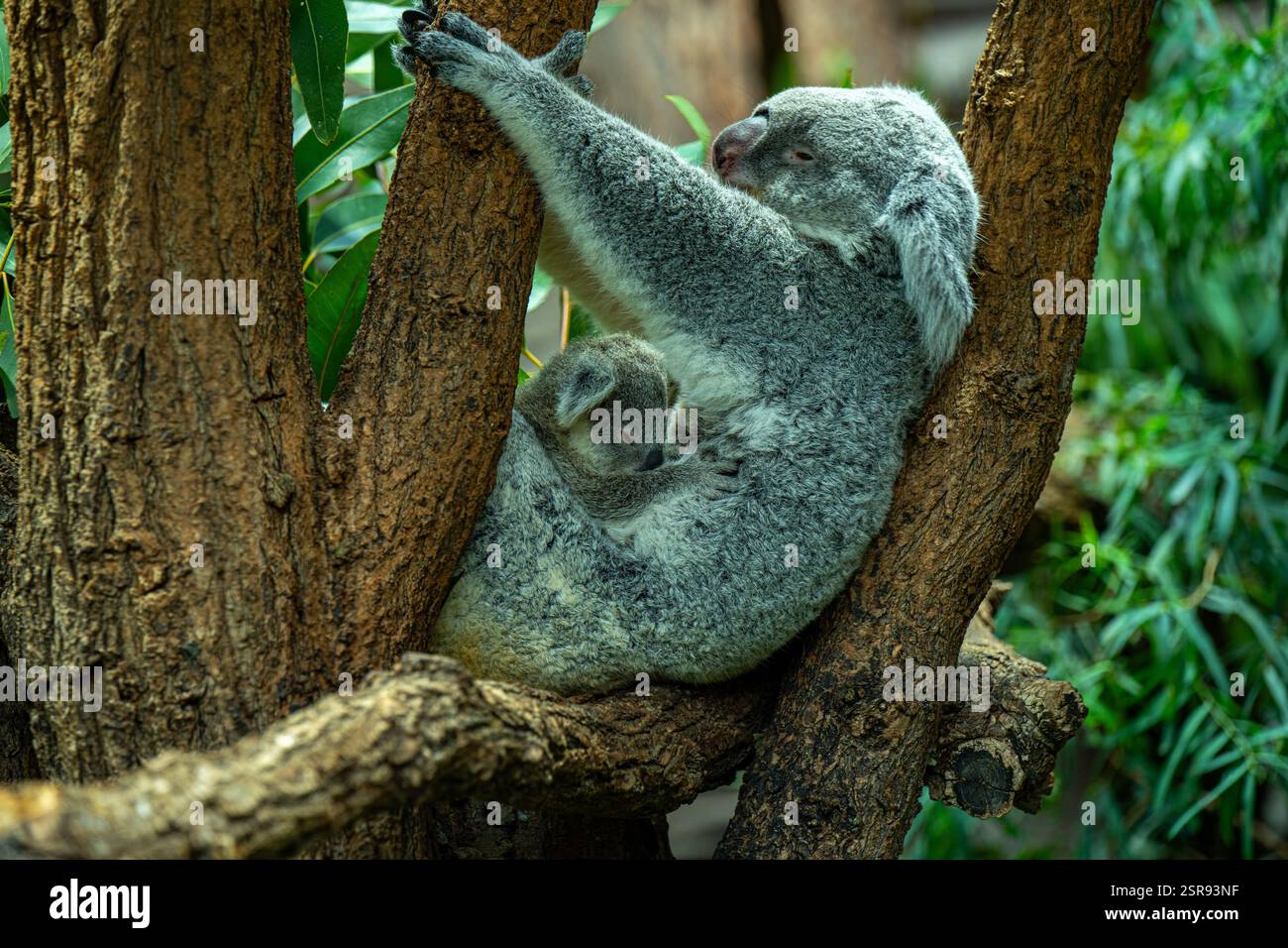 Koala, female with young, (Phascolarctos cinereus Stock Photo - Alamy