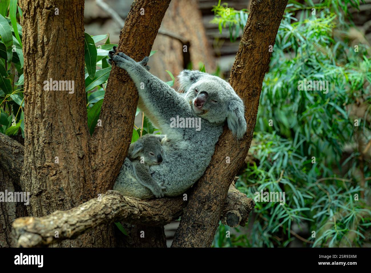 Koala, female with young, (Phascolarctos cinereus Stock Photo - Alamy