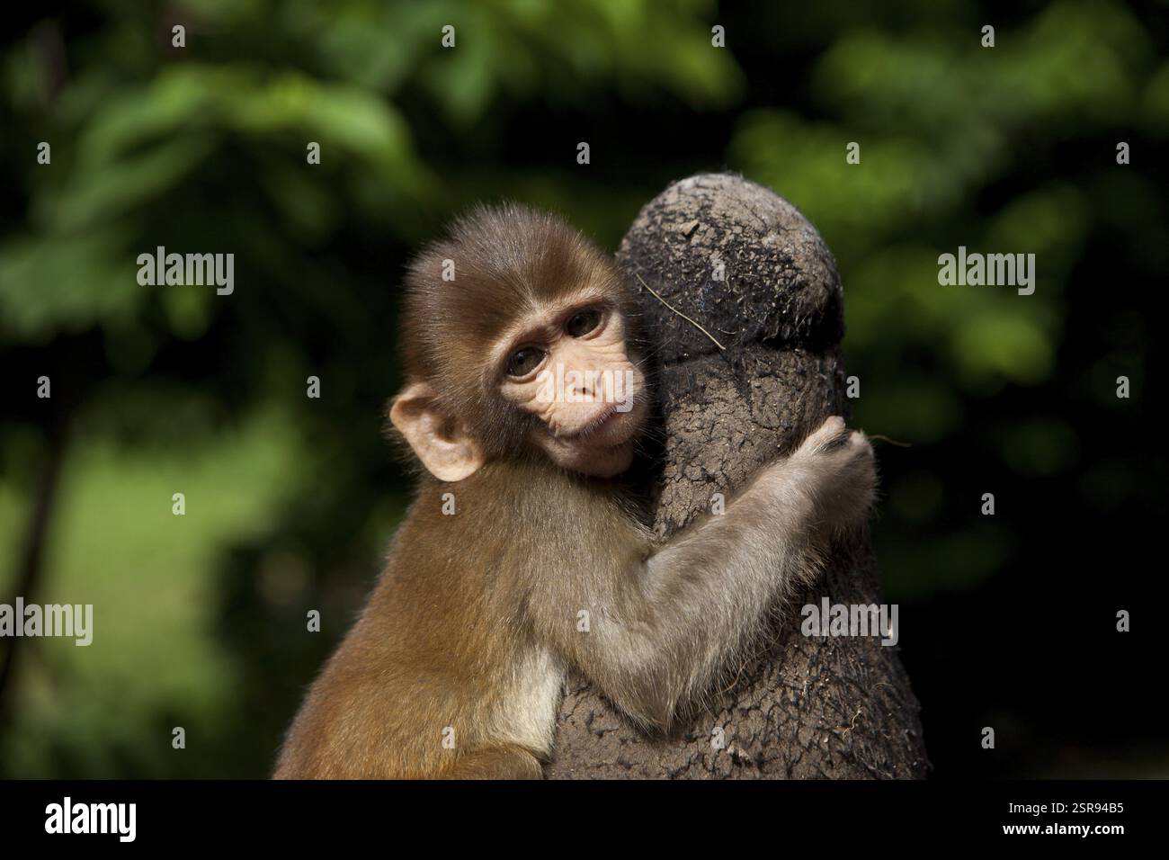 Monkey, maharashtra, india, asia Stock Photo - Alamy