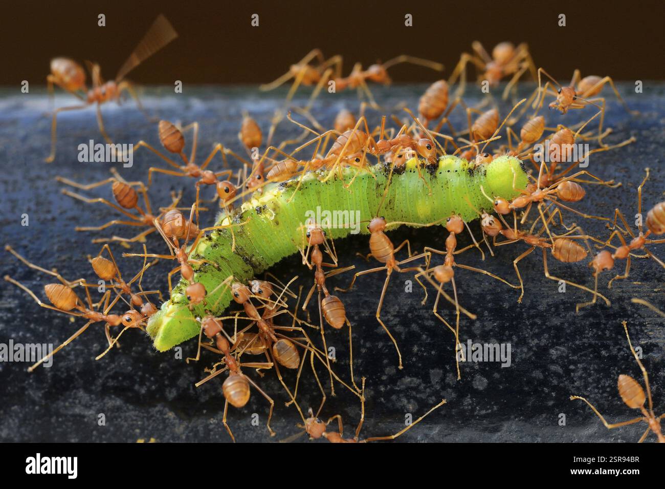 Oecophylla smaragdina, workers carrying dead larvae of lepidoptera ...