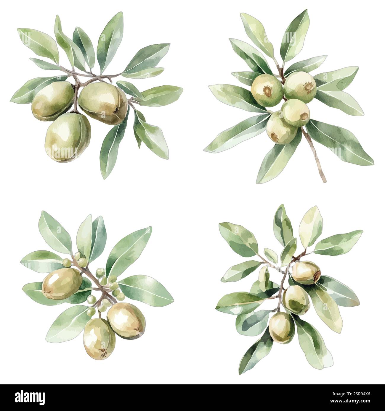 A handdrawn watercolor illustration of Shea plant with nuts: ingredient ...