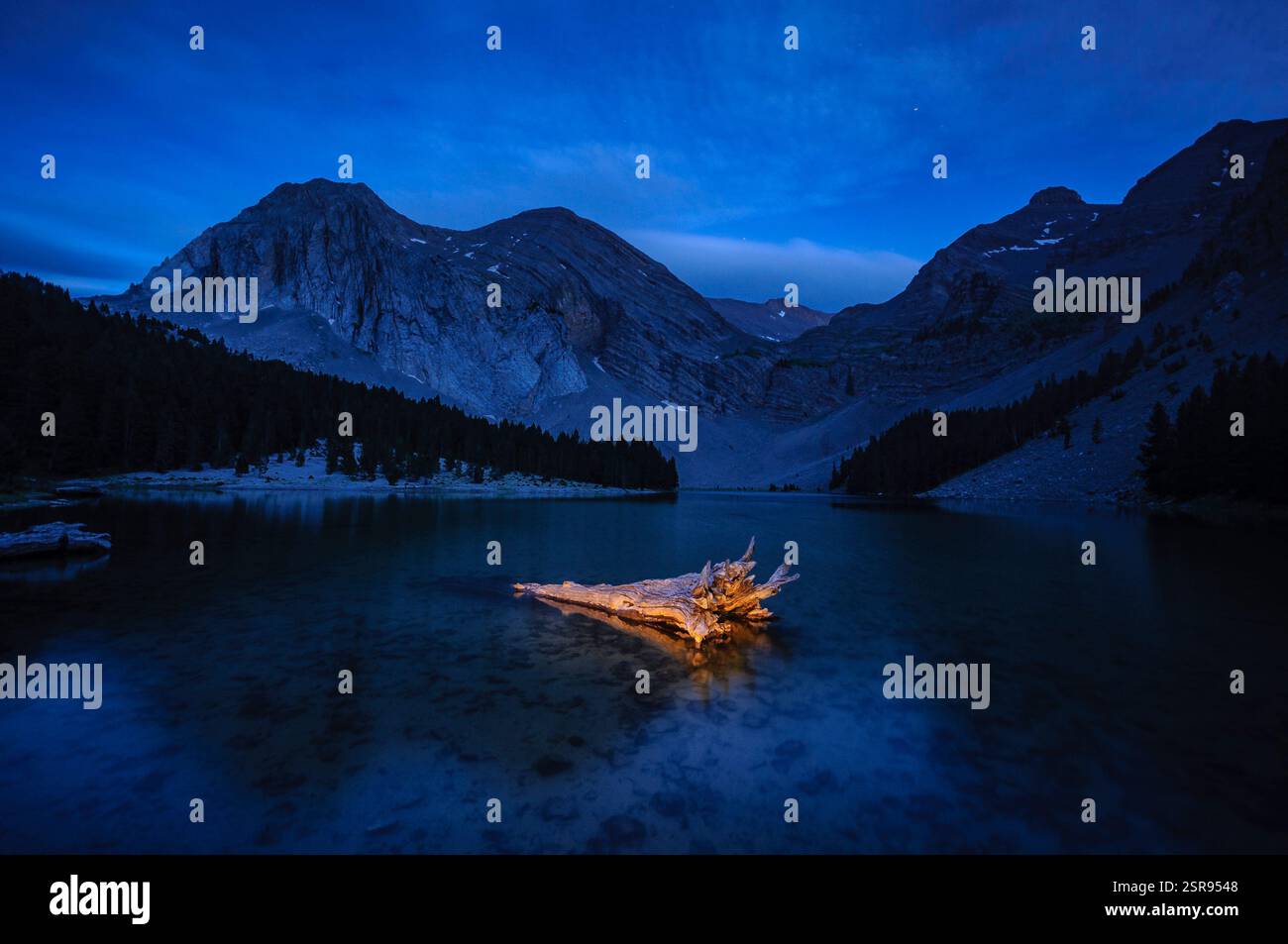 Balsa tree hi-res stock photography and images - Alamy