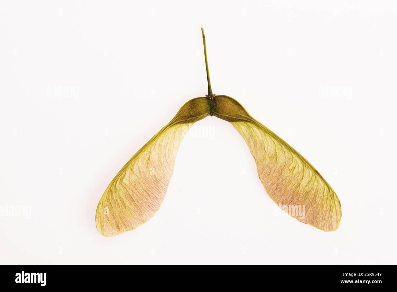 Two winged maple seeds attached to the stem Stock Photo - Alamy