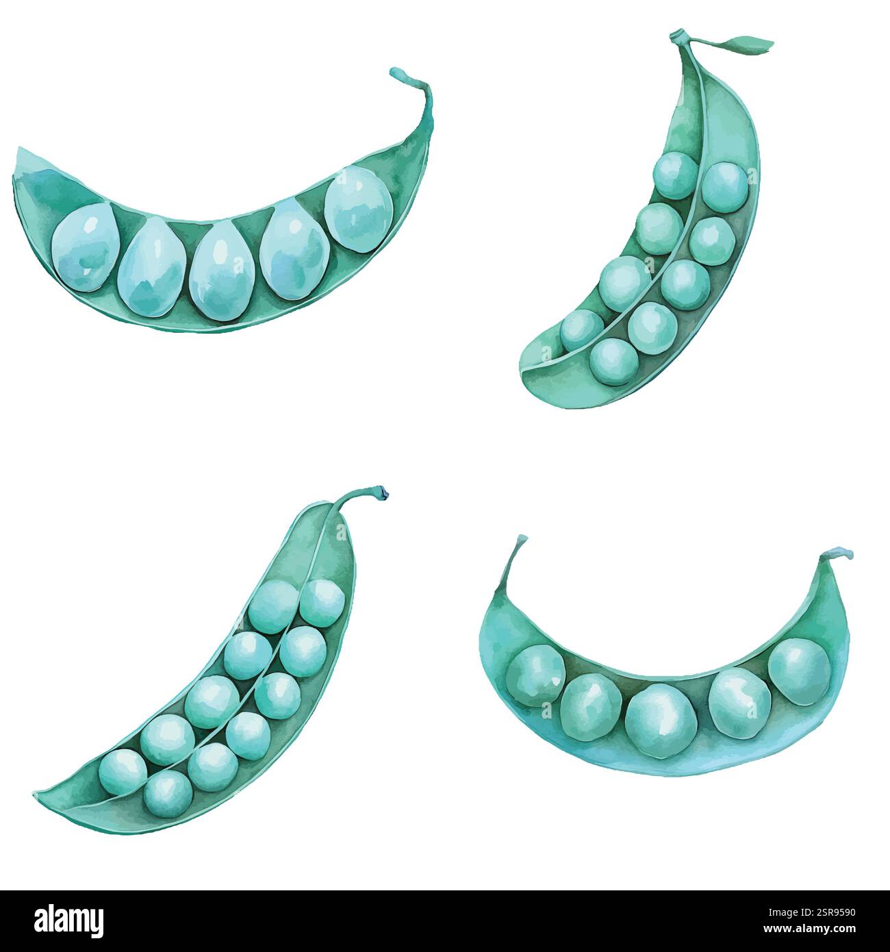 A handdrawn watercolor illustration of Hand-drawn watercolor pea pod ...