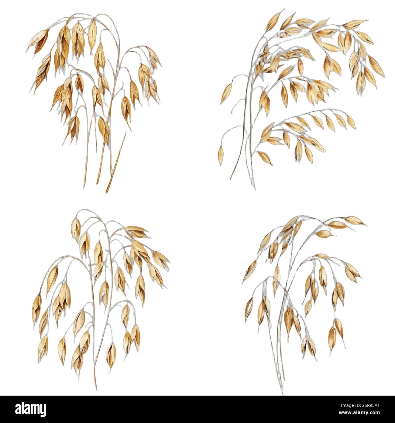 A handdrawn watercolor illustration of Oat Plant Botanical Illustration ...