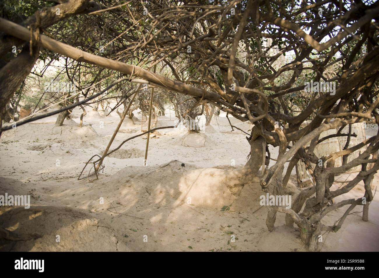 Tree in nidhivan, vrindavan, uttar pradesh, india, asia Stock Photo - Alamy