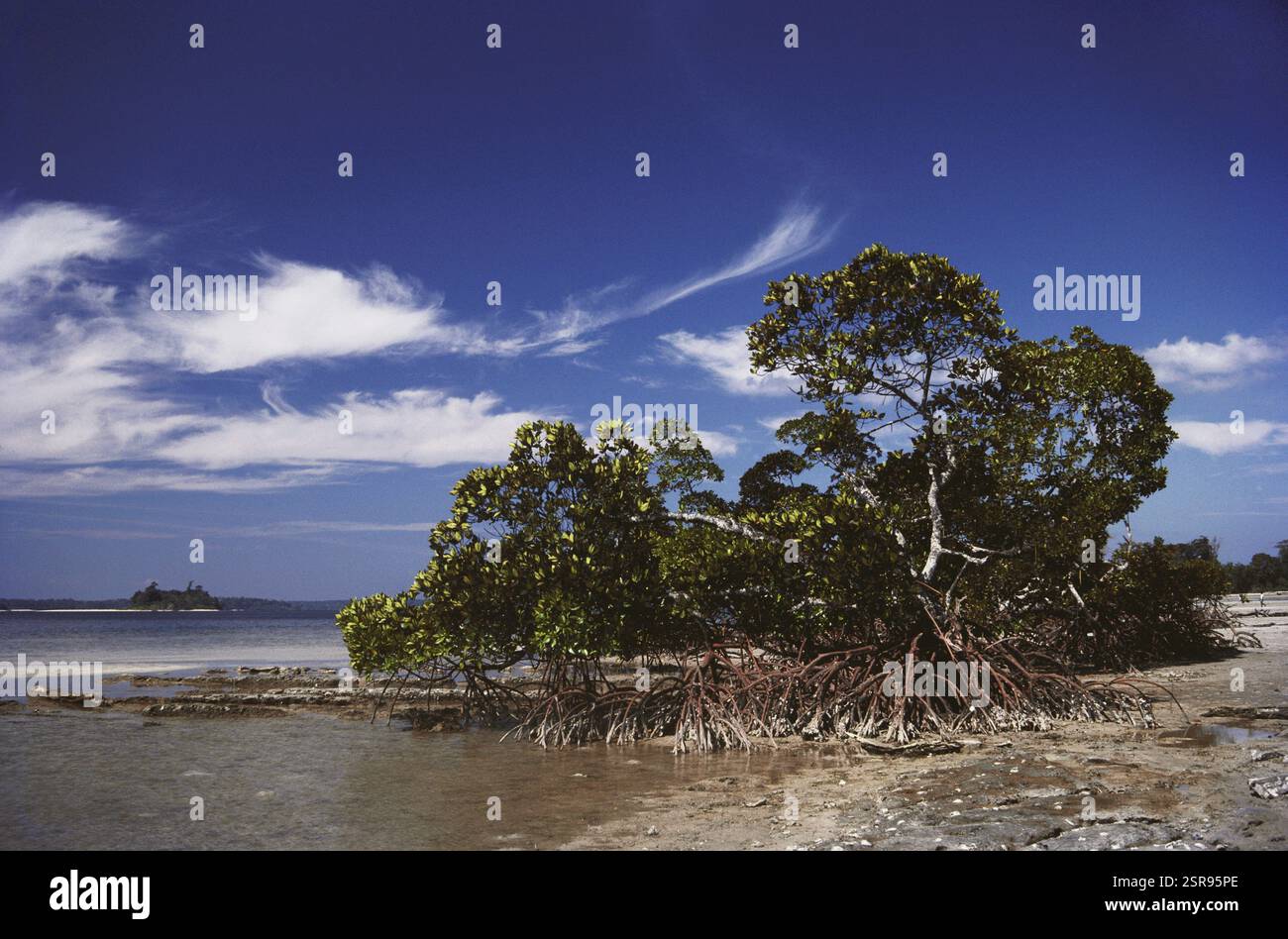 Mangroves, Van door Island, Port Blair, Andaman Islands, India, Asia ...