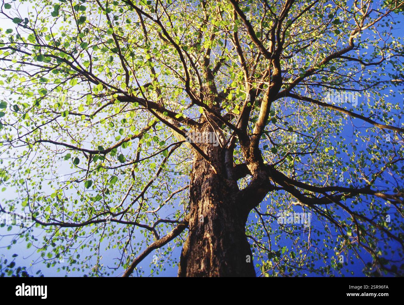 Peepal tree pipal ficus religiosa in forest, Bandhavgarh, Madhya ...