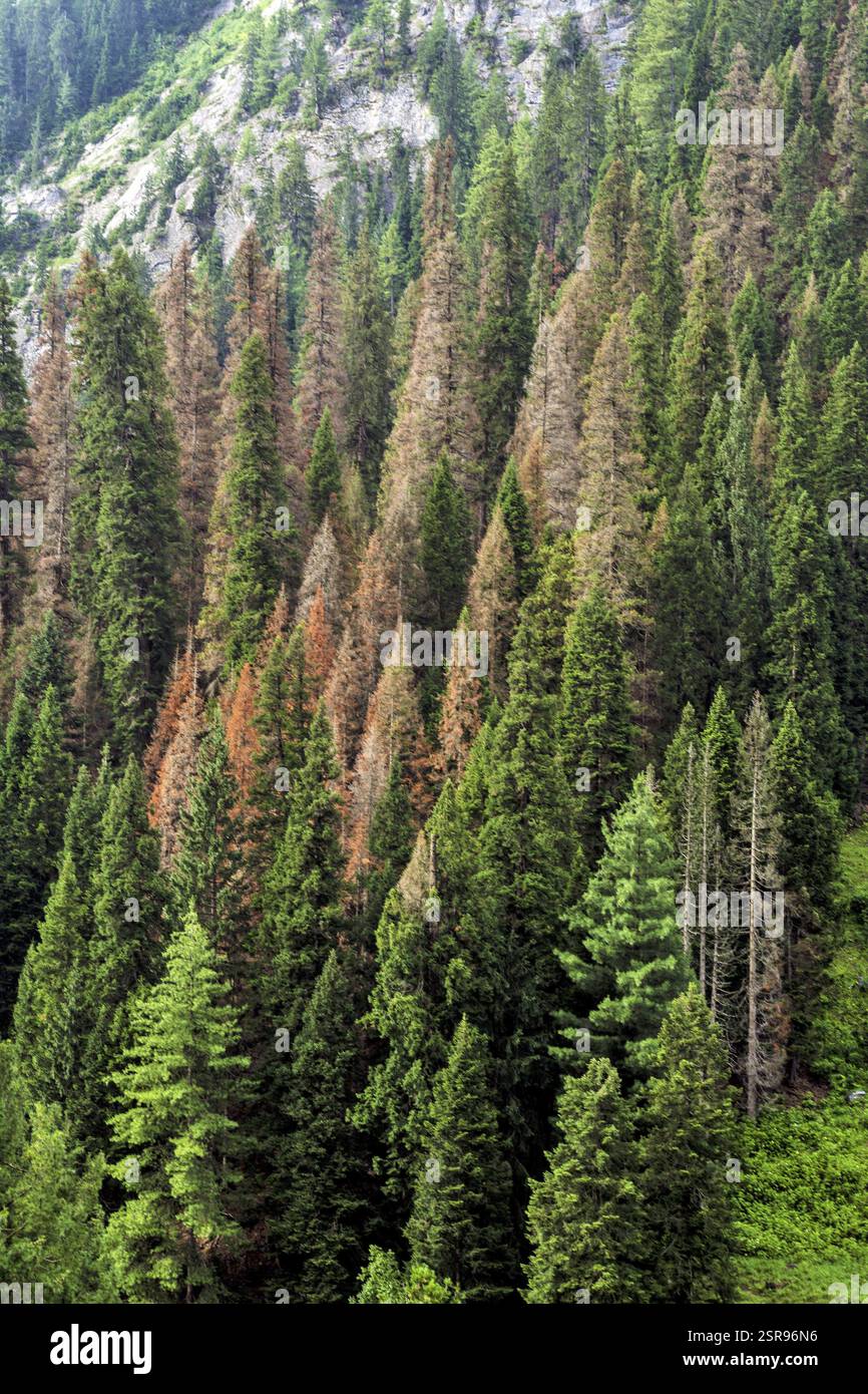 Coniferous pine trees, Gurez valley, Bandipora, Kashmir, India, Asia ...