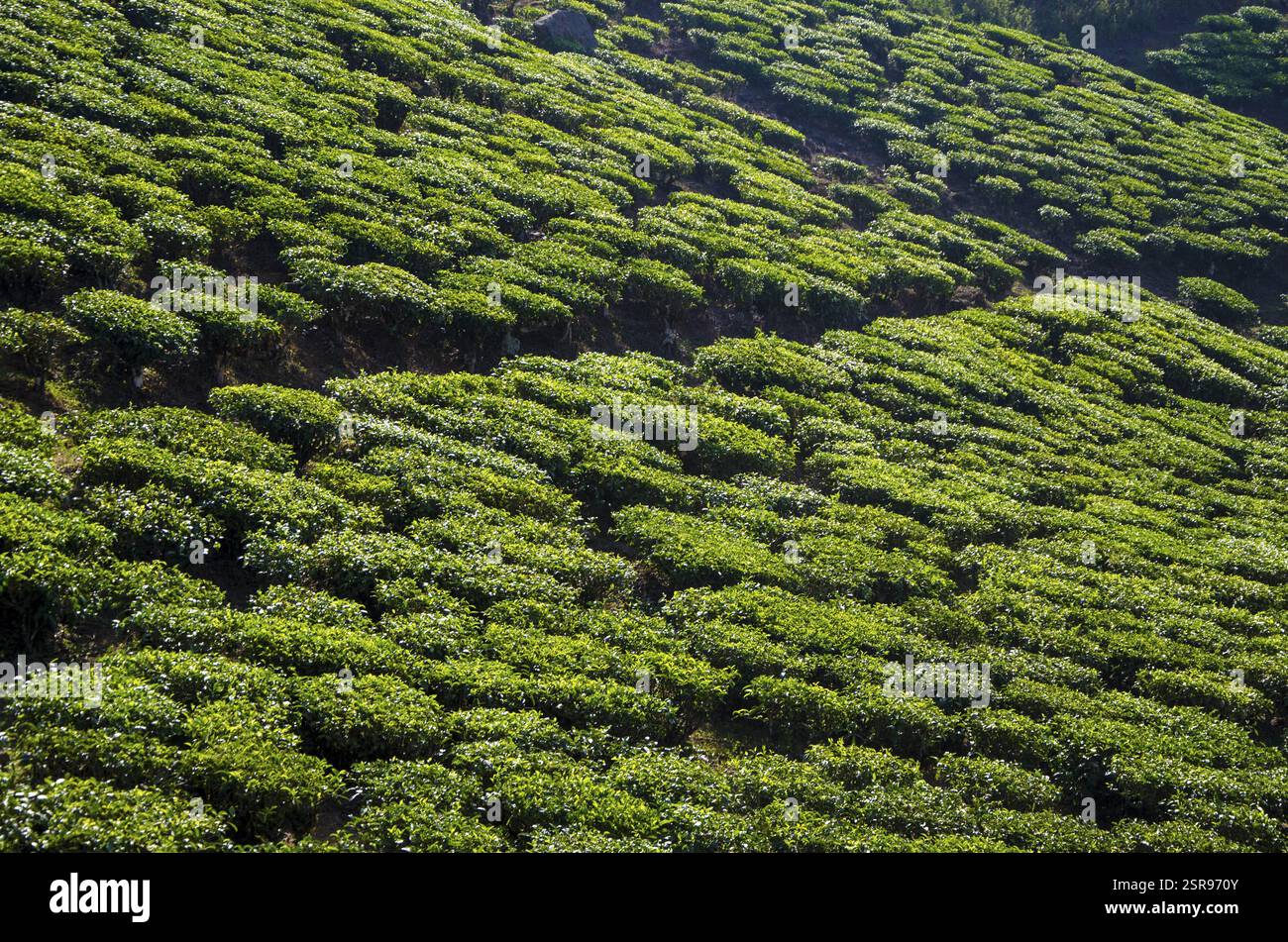 Tea plantation on hill, vagamon, kerala, india, asia Stock Photo - Alamy