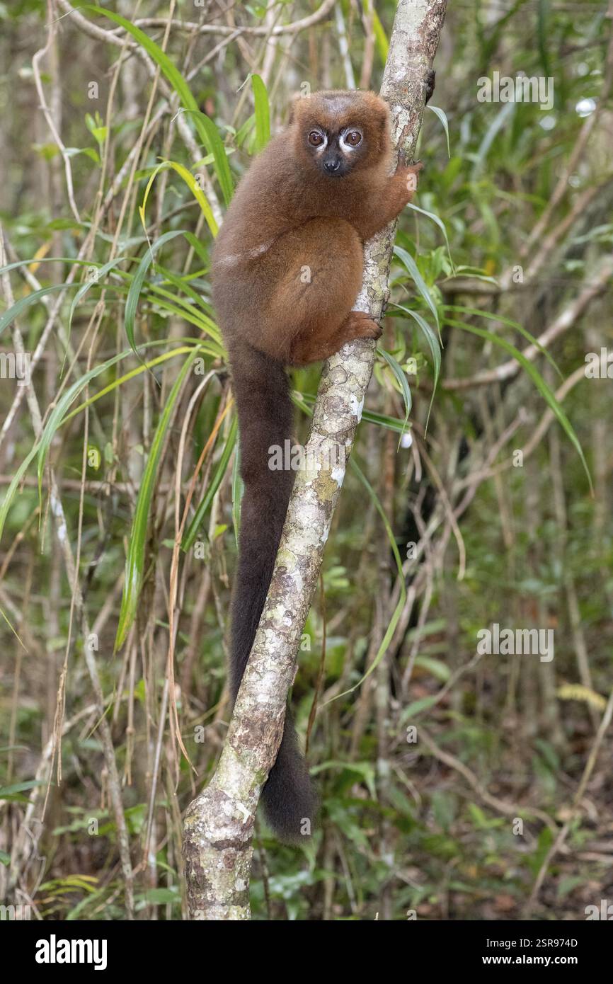 Red-bellied lemur, animals, mammals, primates, lemur, lemurs, monkeys ...
