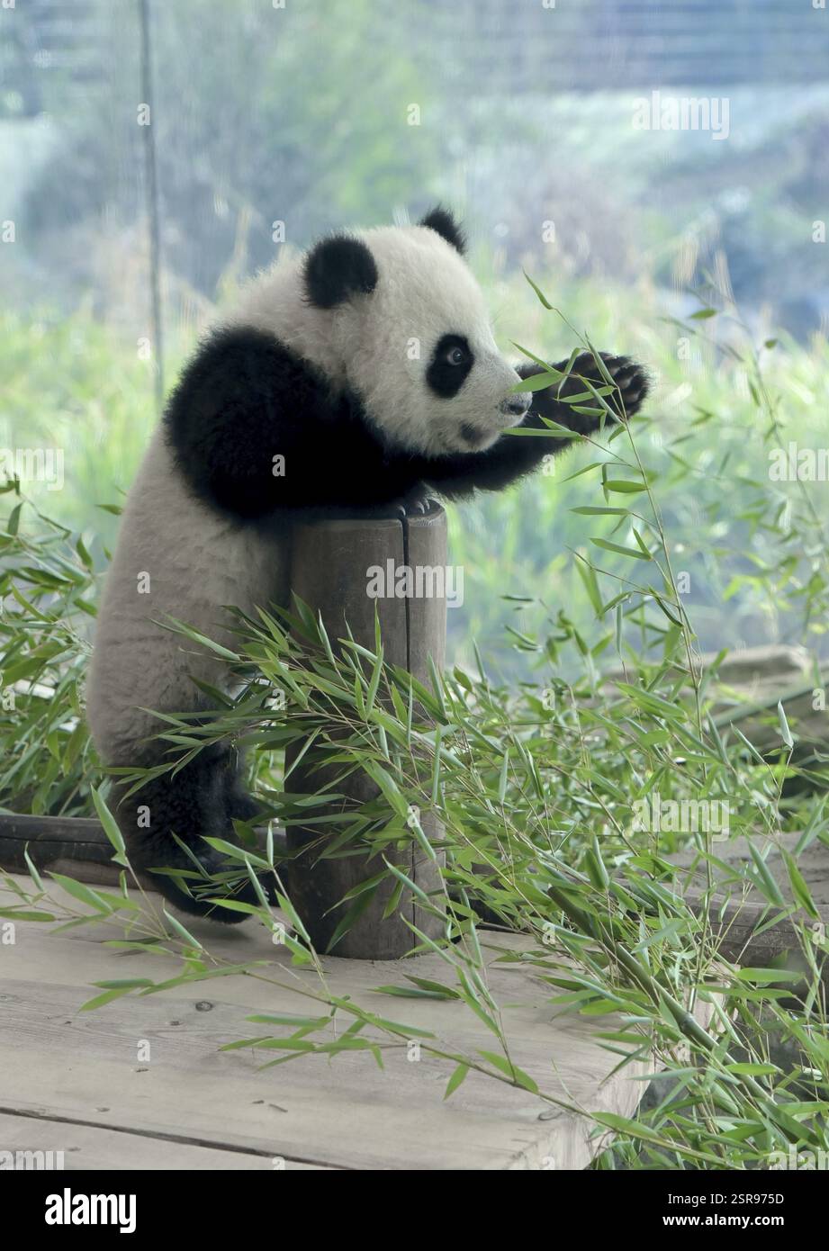 Panda offspring, one of the Red panda girls playing in the zoo ...