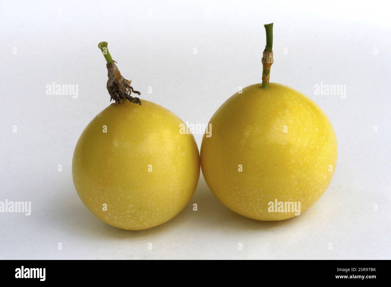 Two mature yellow passion fruit, Passiflora edulis, white background ...
